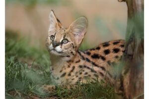 Grote kat: 10x de grootste kattenrassen ter wereld [Lees Nu]